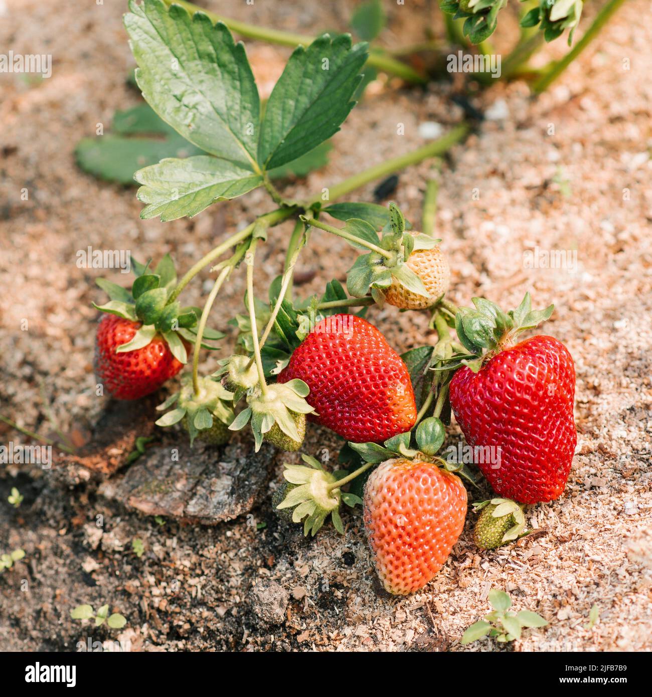 Gather strawberries hi-res stock photography and images - Alamy