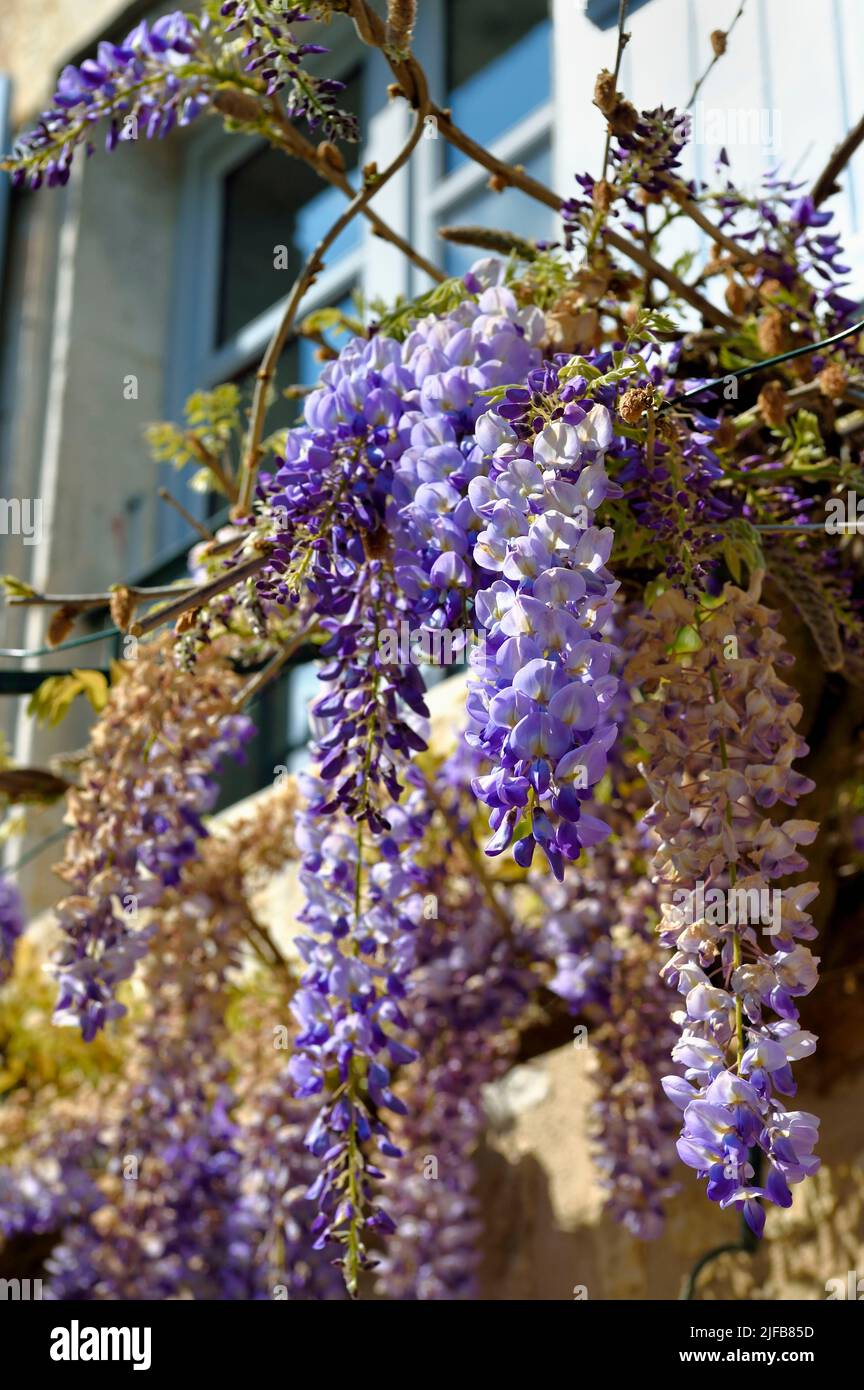 France, Charente, Marthon, wisteria on a traditional house facade Stock ...