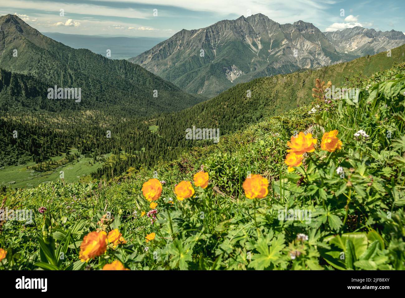 Summer landscape of a green mountain valley with beautiful yellow ...