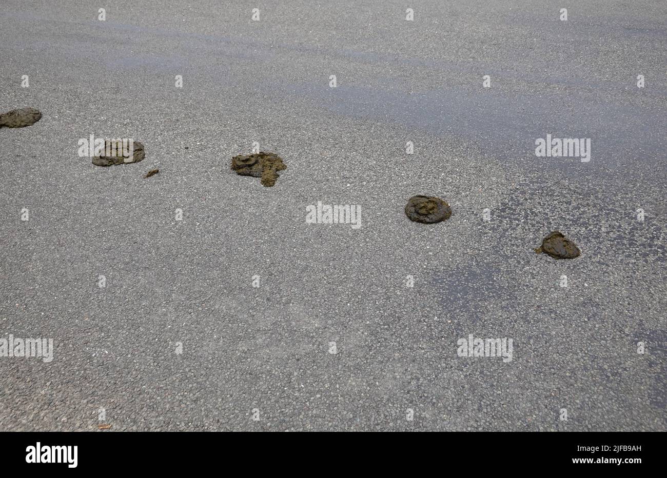 Horse droppings on a road Stock Photo - Alamy