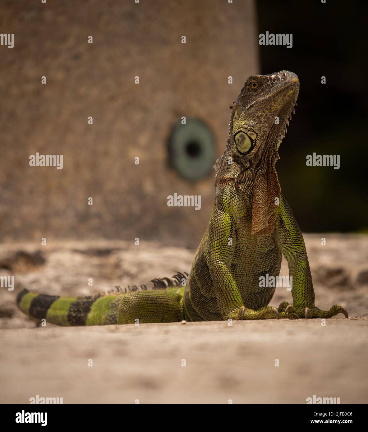 Lizard enjoying the sun Stock Photo - Alamy
