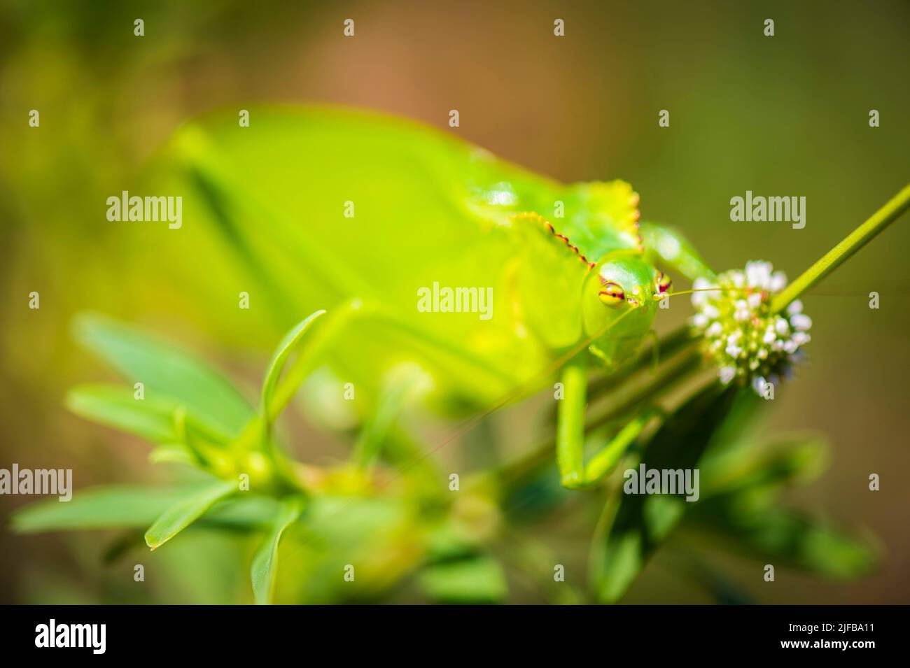 France, French Guiana, Amazonian Park, heart zone, Camopi, leaf ...