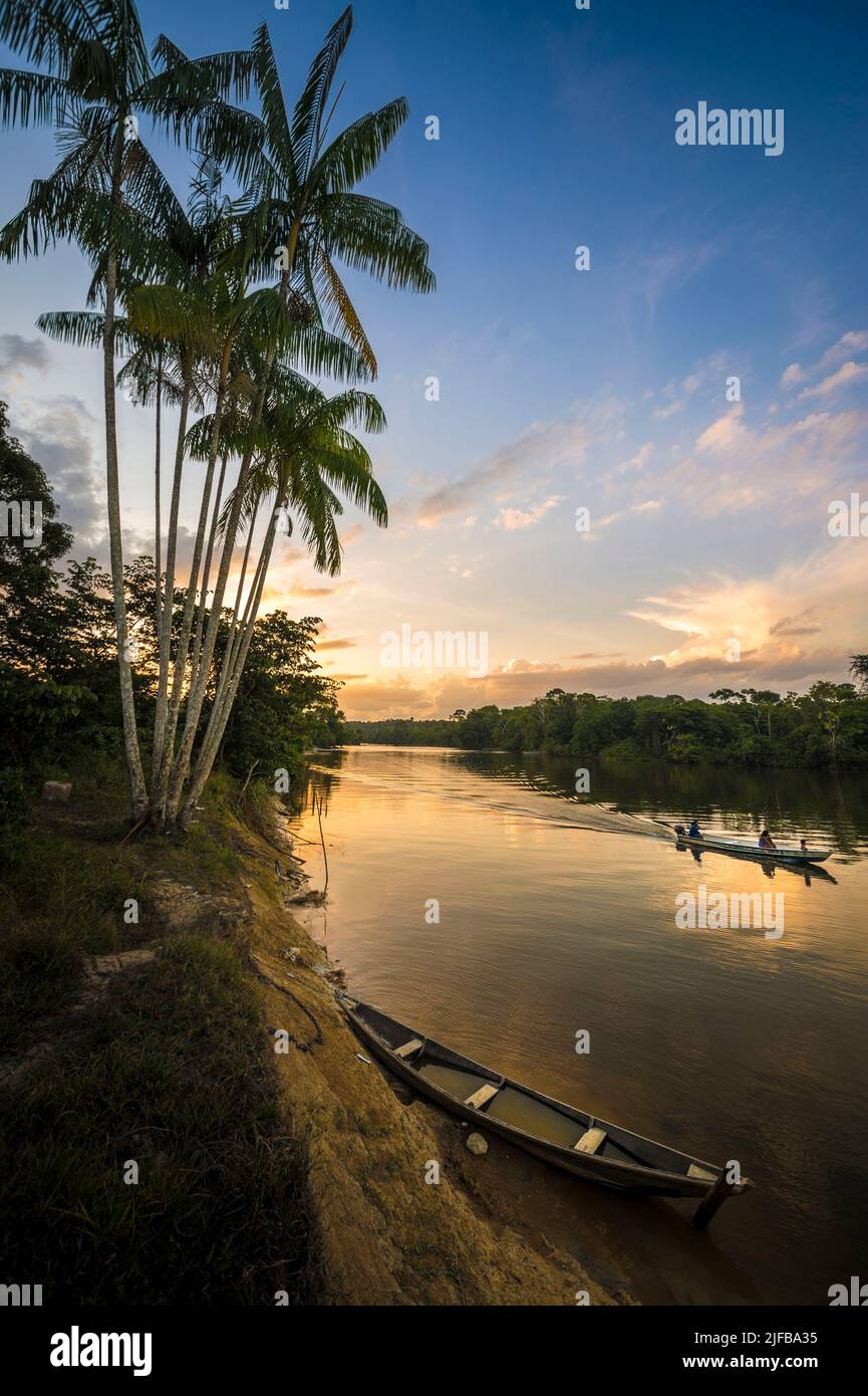 France, French Guiana, Amazonian Park, heart zone, Camopi, family ...