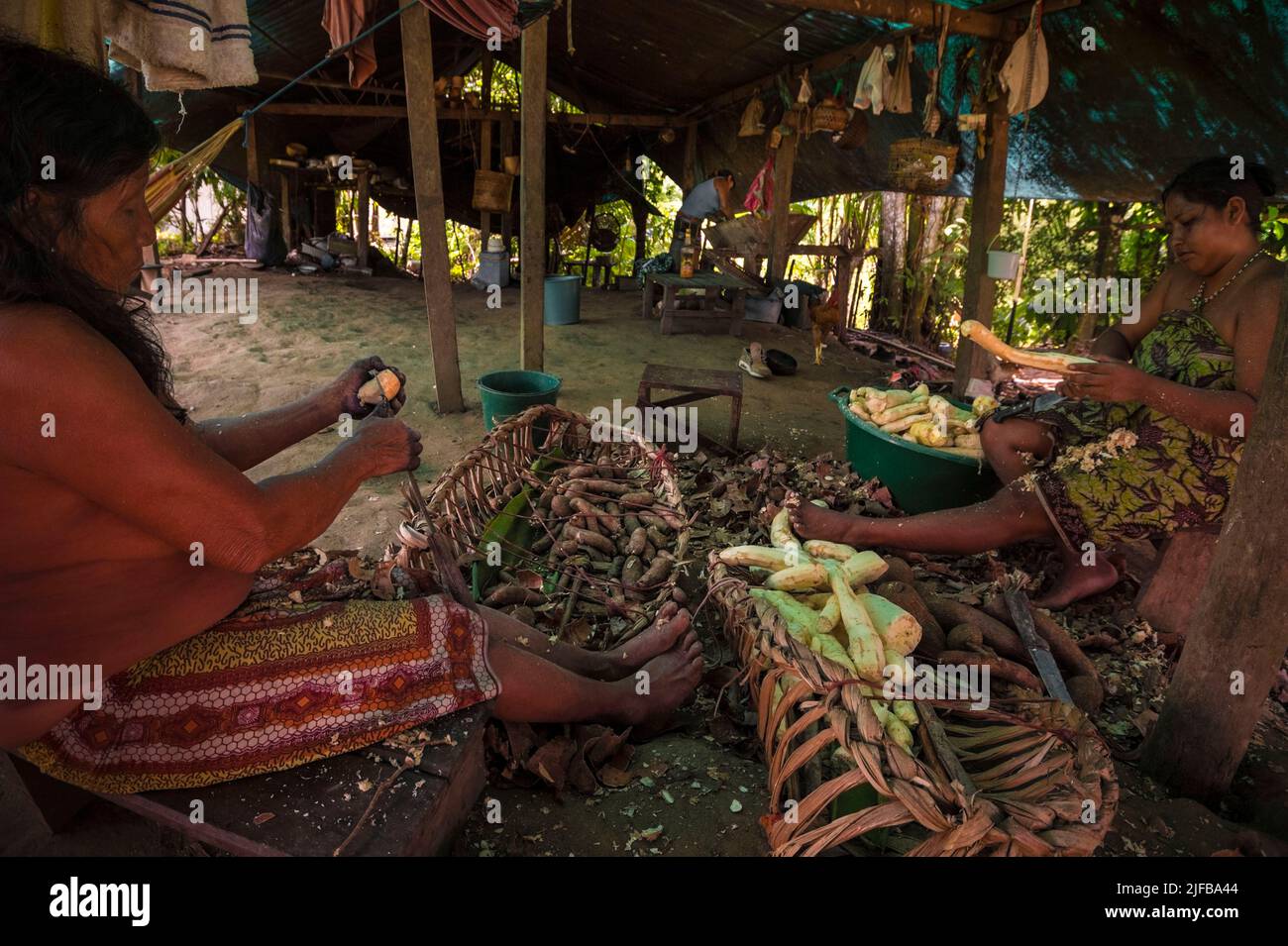 France, French Guiana, Amazonian Park, heart zone, Camopi, preparation ...