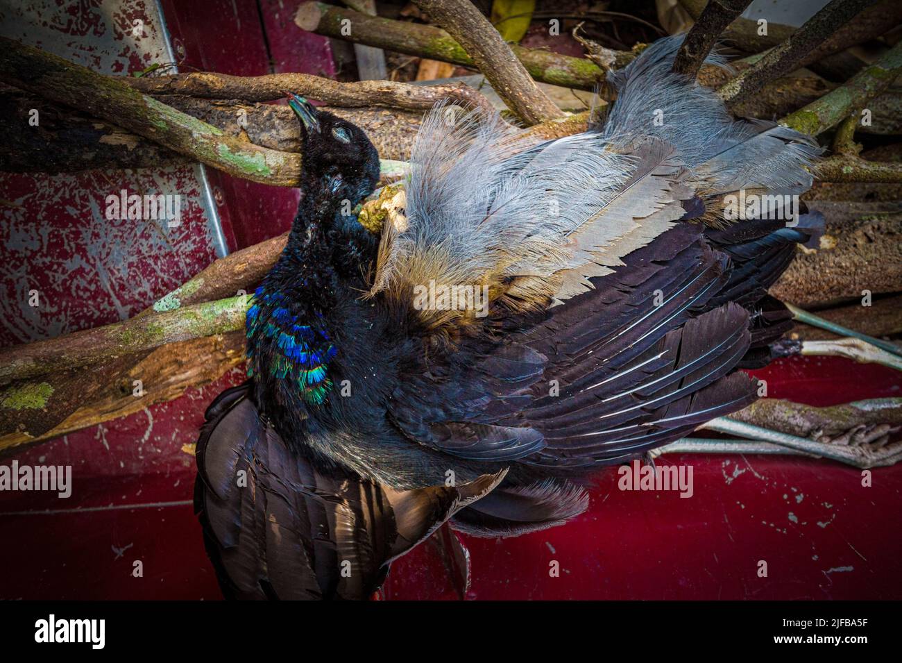 France, French Guiana, Amazonian Park, heart zone, Camopi, Amerindian ...