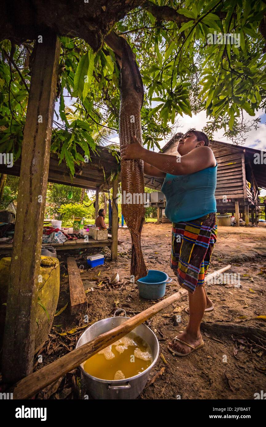 Cassava snake hi-res stock photography and images - Alamy