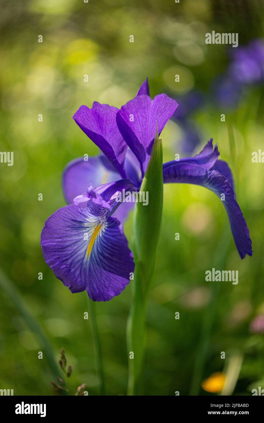 French National Flower Iris