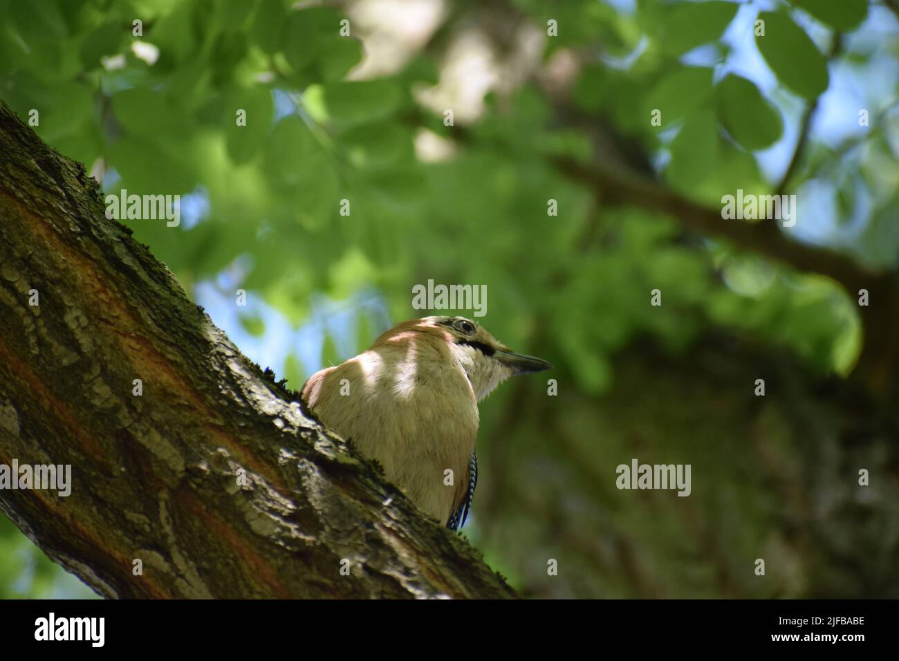 Beautiful big wild jay hi-res stock photography and images - Alamy