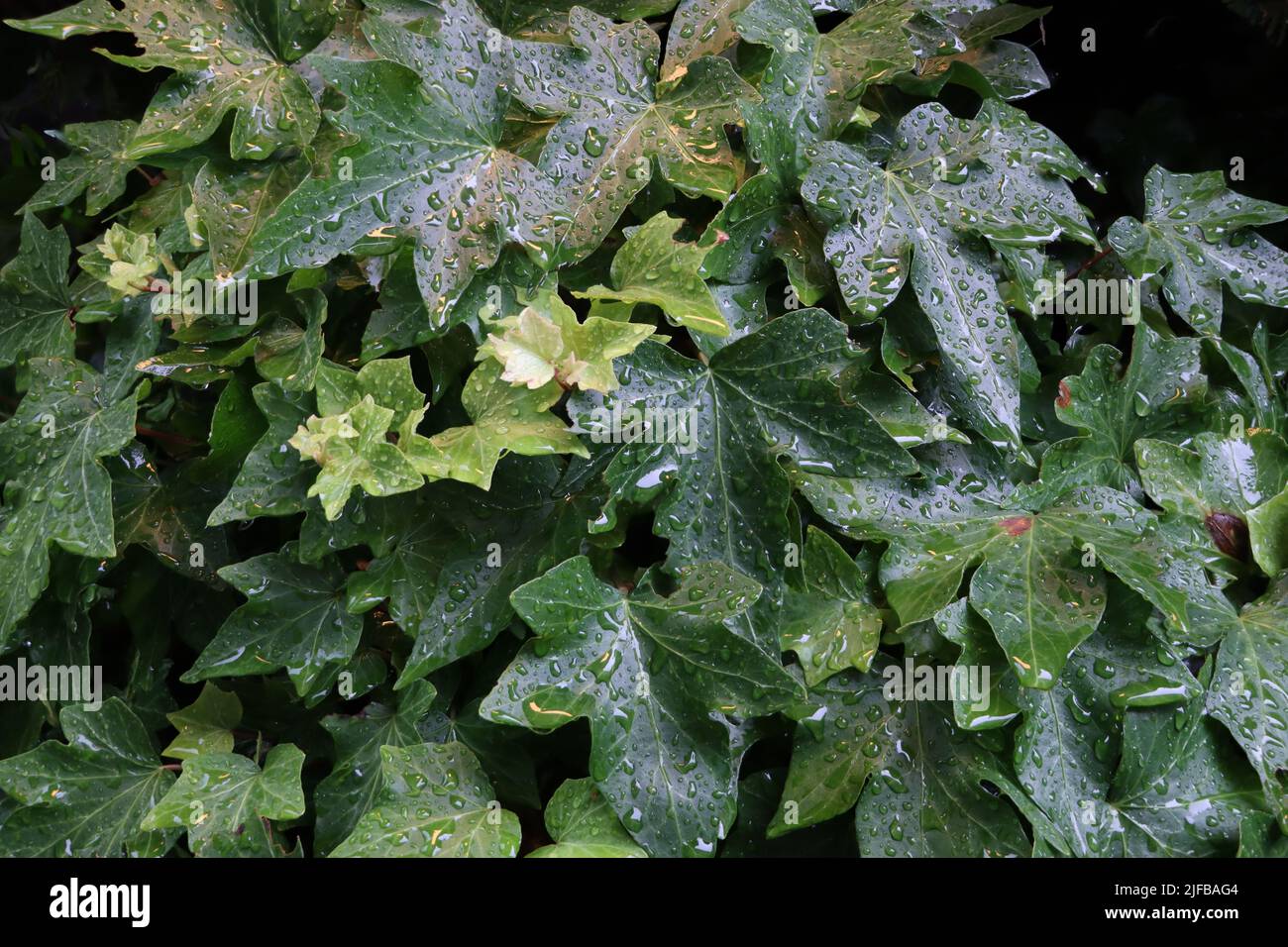 sea of unique flowers with gerbera daisy seeds or also called burning ...