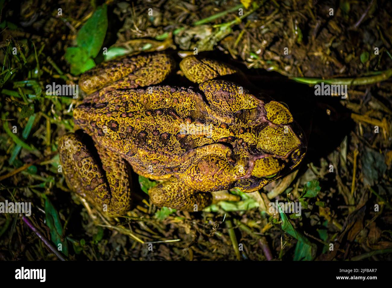 France, French Guiana, Amazonian Park, heart zone, Saül, Buffalo toad ...