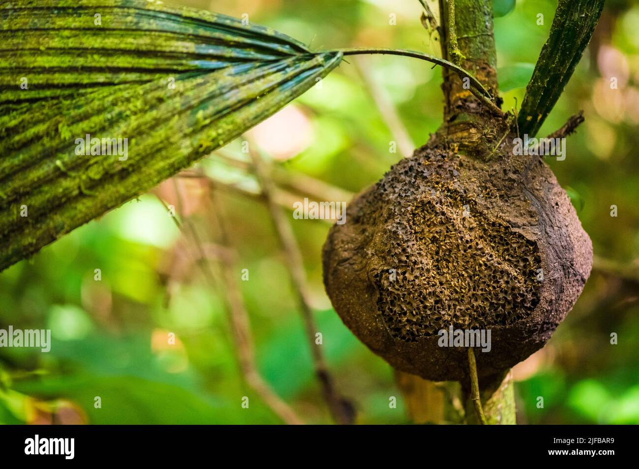 France, French Guiana, Amazonian Park, heart zone, Saül, Termite mound ...