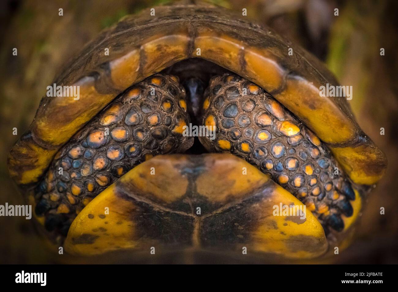 France, French Guiana, Amazonian Park, heart zone, Saül, Denticulated ...