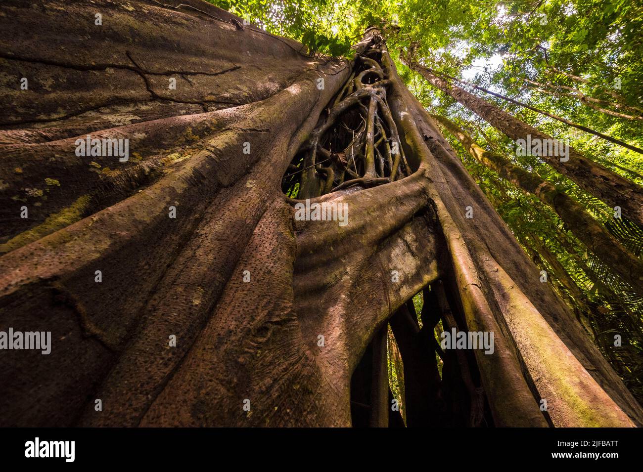 Strangler fig south america hi-res stock photography and images - Alamy