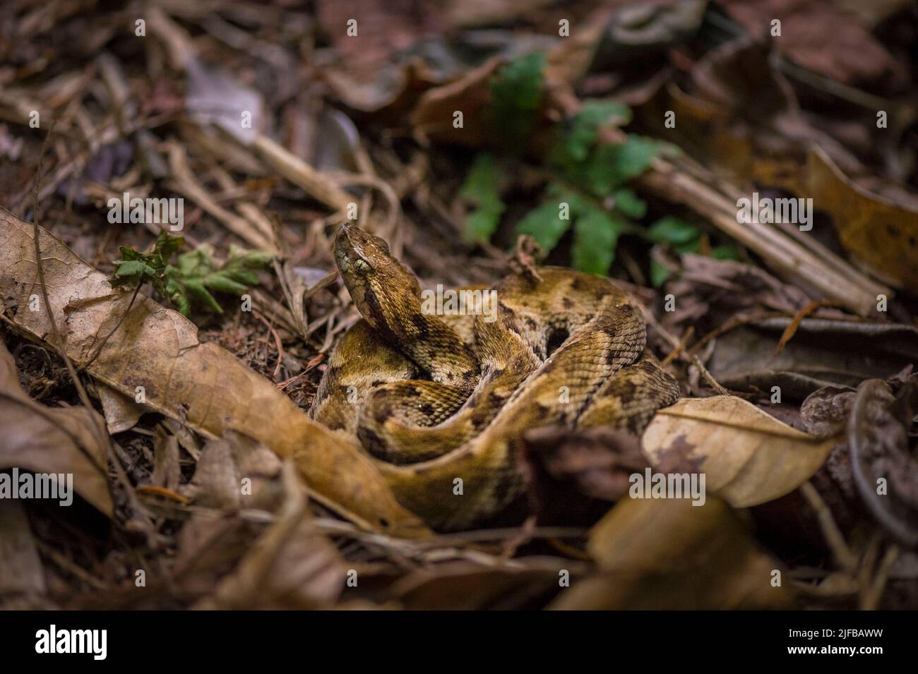 France, French Guiana, Amazonian Park, heart zone, Saül, Fer-de-lance ...