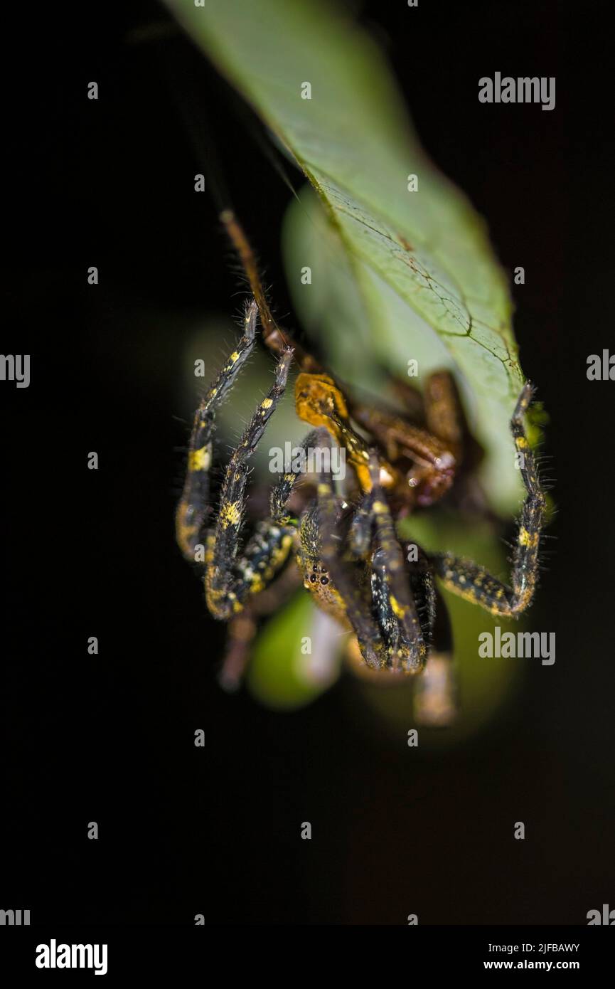 Spider devouring an insect hi-res stock photography and images - Alamy