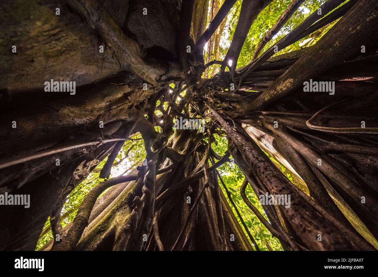 Strangler fig south america hi-res stock photography and images - Alamy
