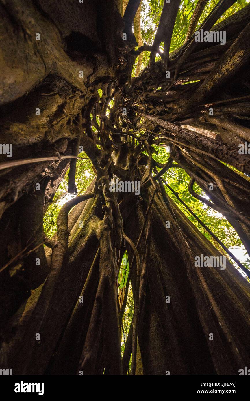 France, French Guiana, Amazonian Park, heart zone, Saül, Strangler fig ...