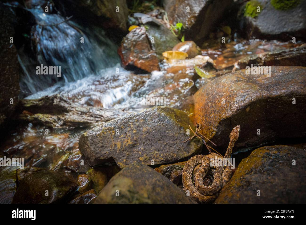 France, French Guiana, Amazonian Park, heart zone, Saül, Fer-de-lance ...