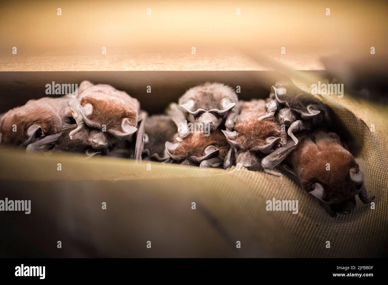 Heart bats hi-res stock photography and images - Alamy