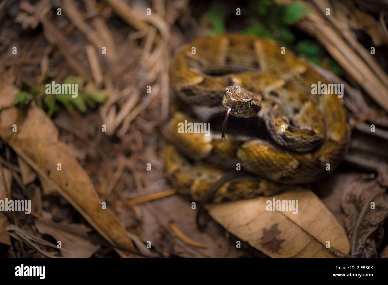 France, French Guiana, Amazonian Park, heart zone, Saül, Fer-de-lance ...