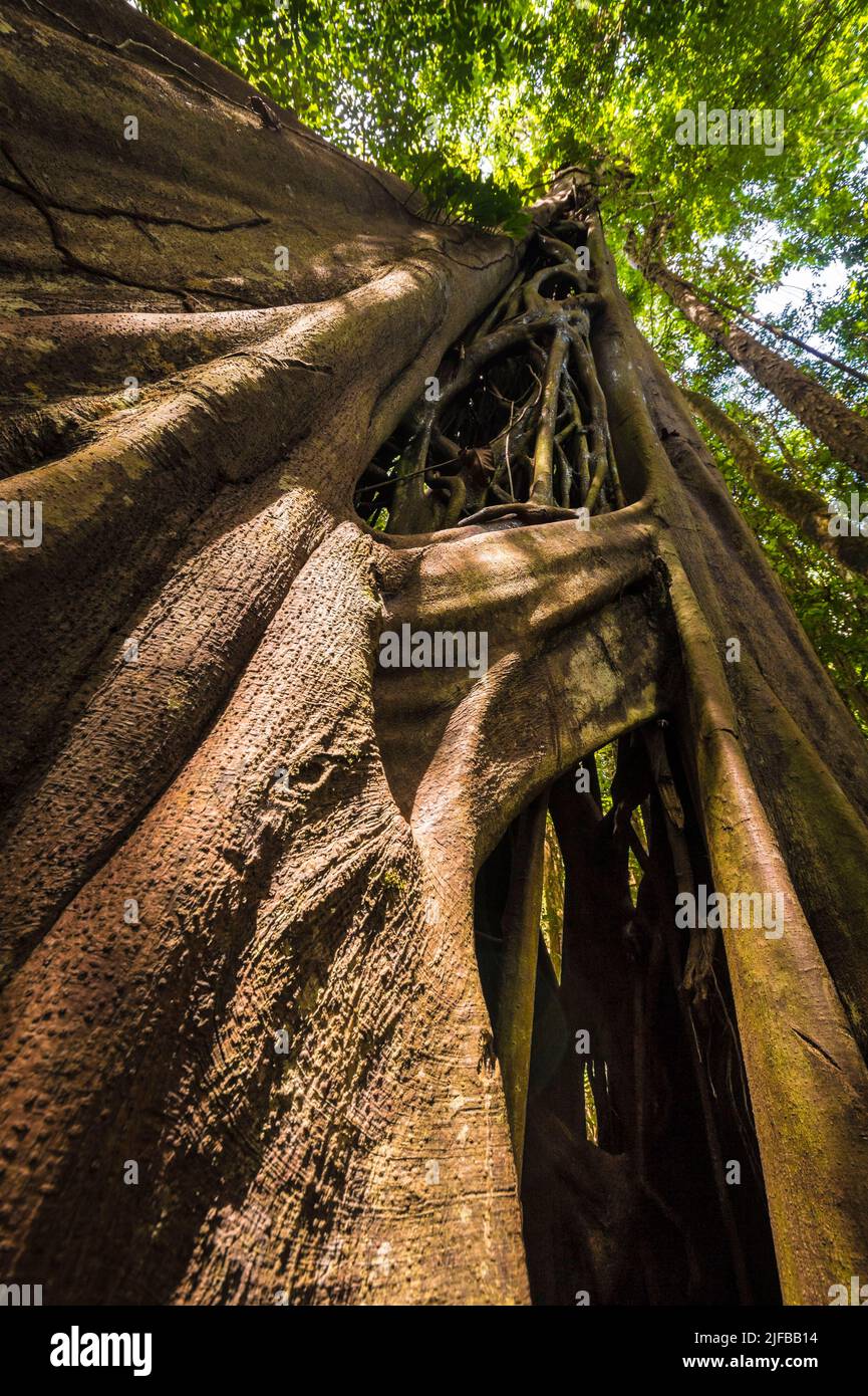 France, French Guiana, Amazonian Park, heart zone, Saül, Strangler fig ...
