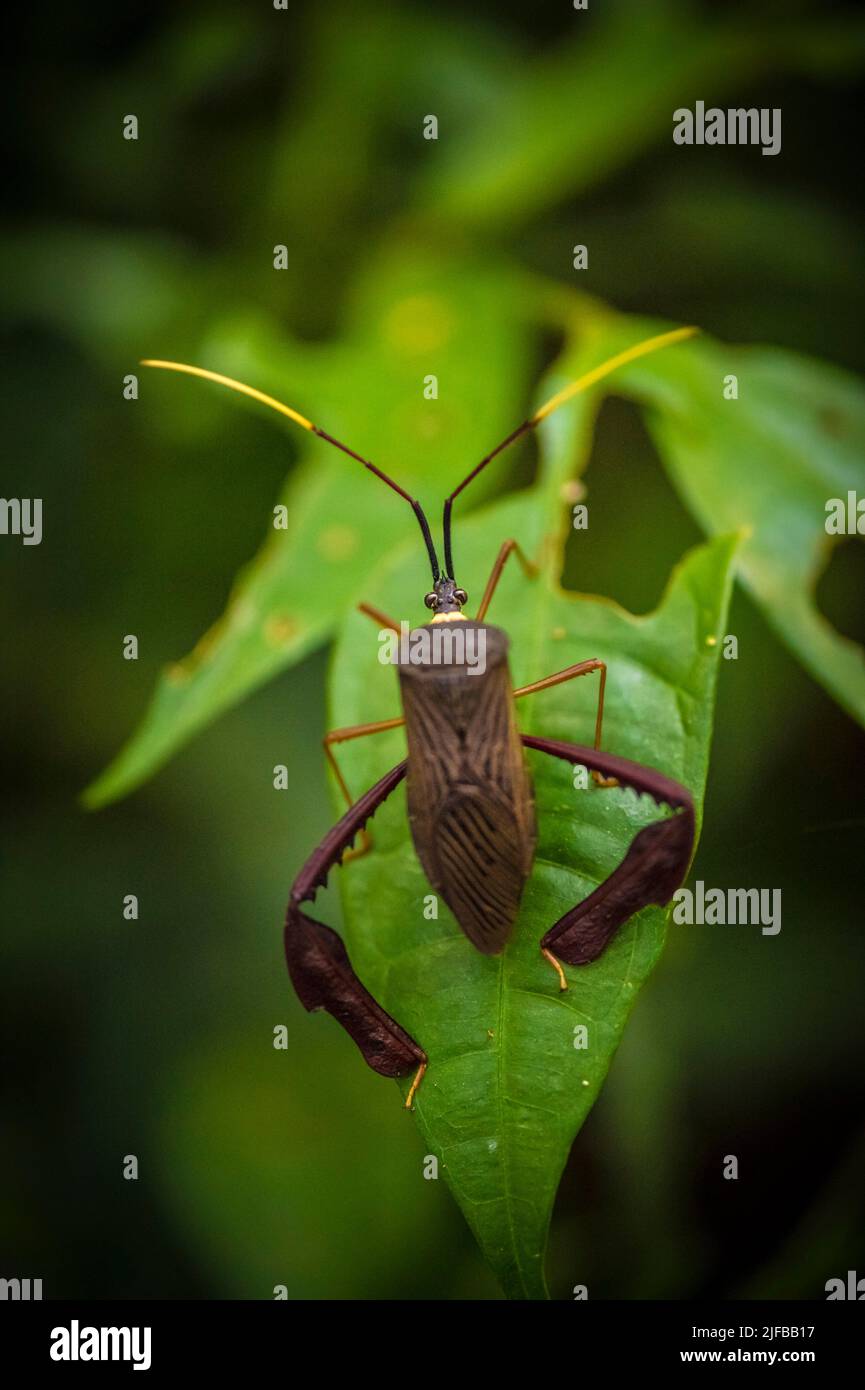 France, French Guiana, Amazonian Park, heart zone, Saül, Bug on a leaf ...