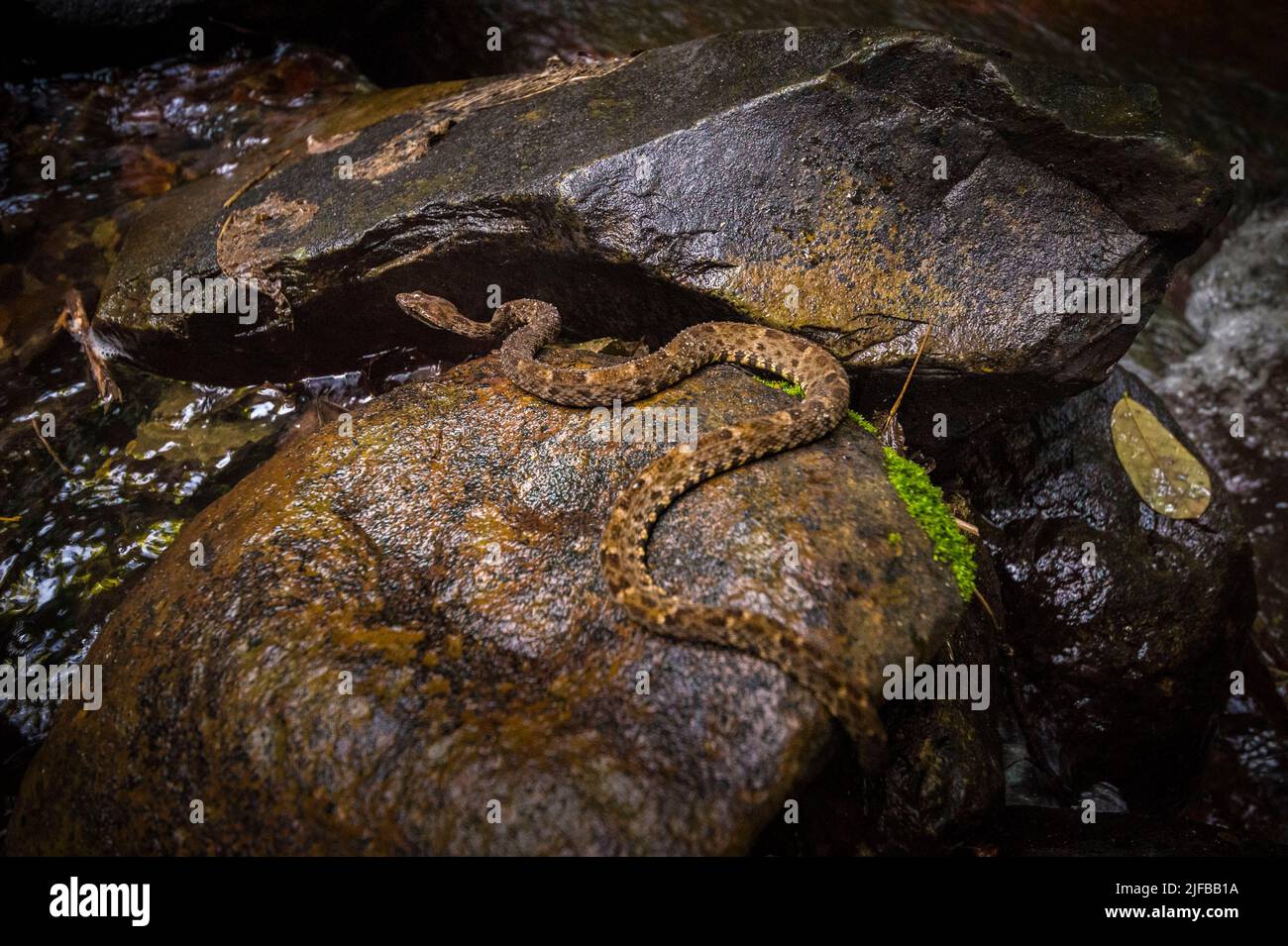 France, French Guiana, Amazonian Park, heart zone, Saül, Fer-de-lance ...