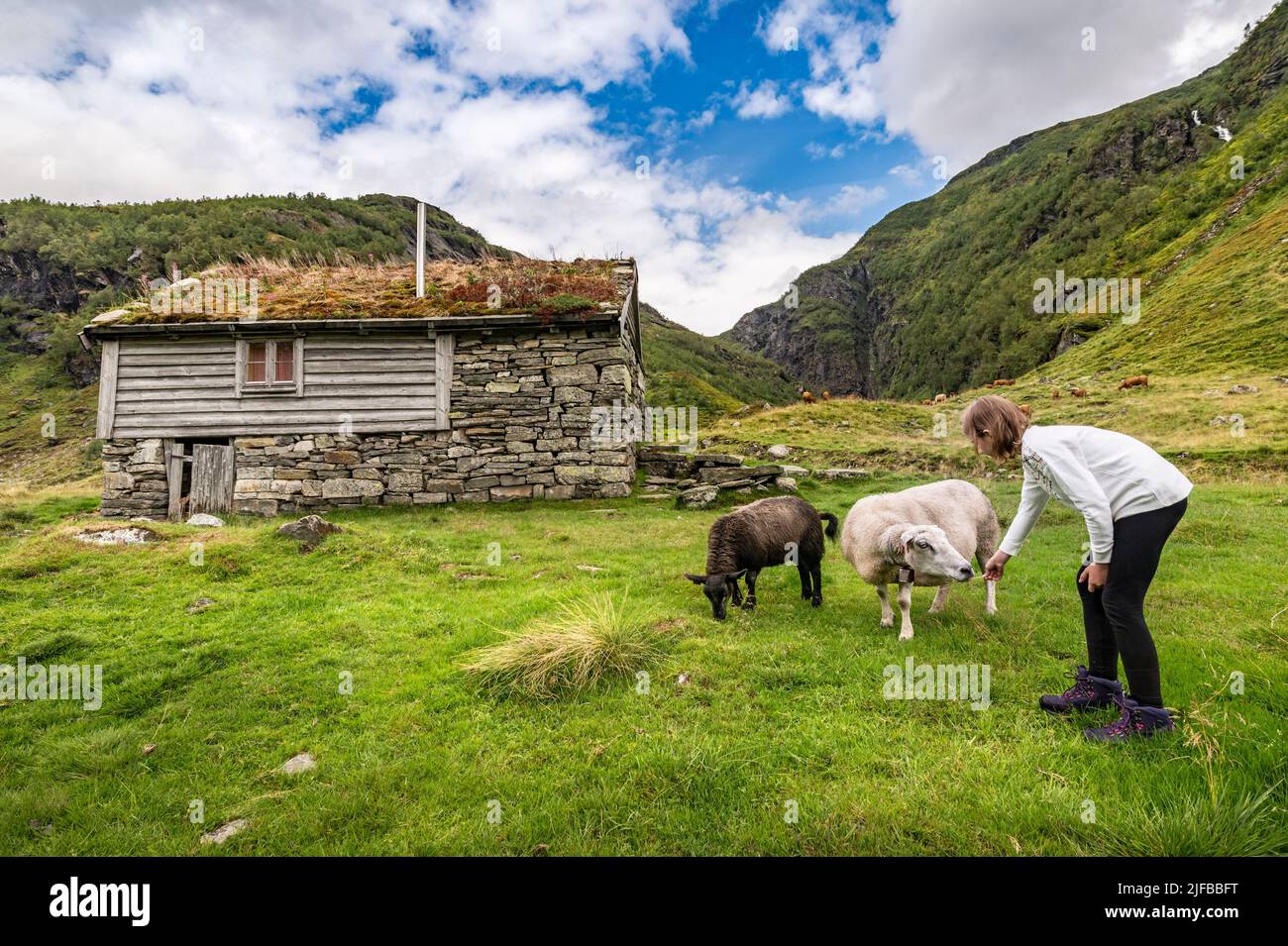 Norway, On the road to the Hardangervidda high plateau between Vik and ...