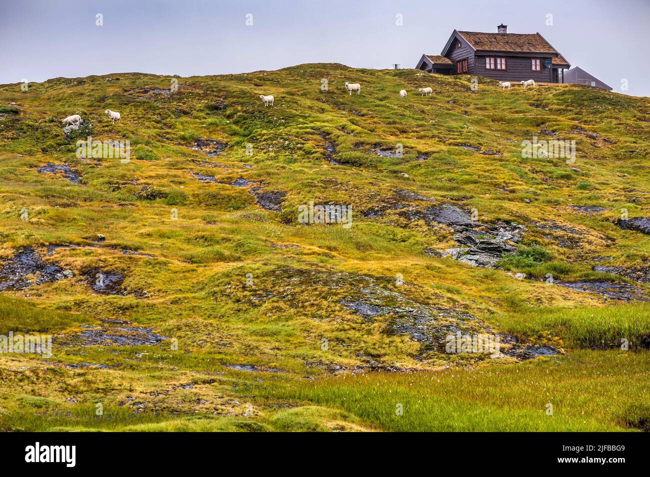 Norway, On the road to the Hardangervidda high plateau between Vik and ...