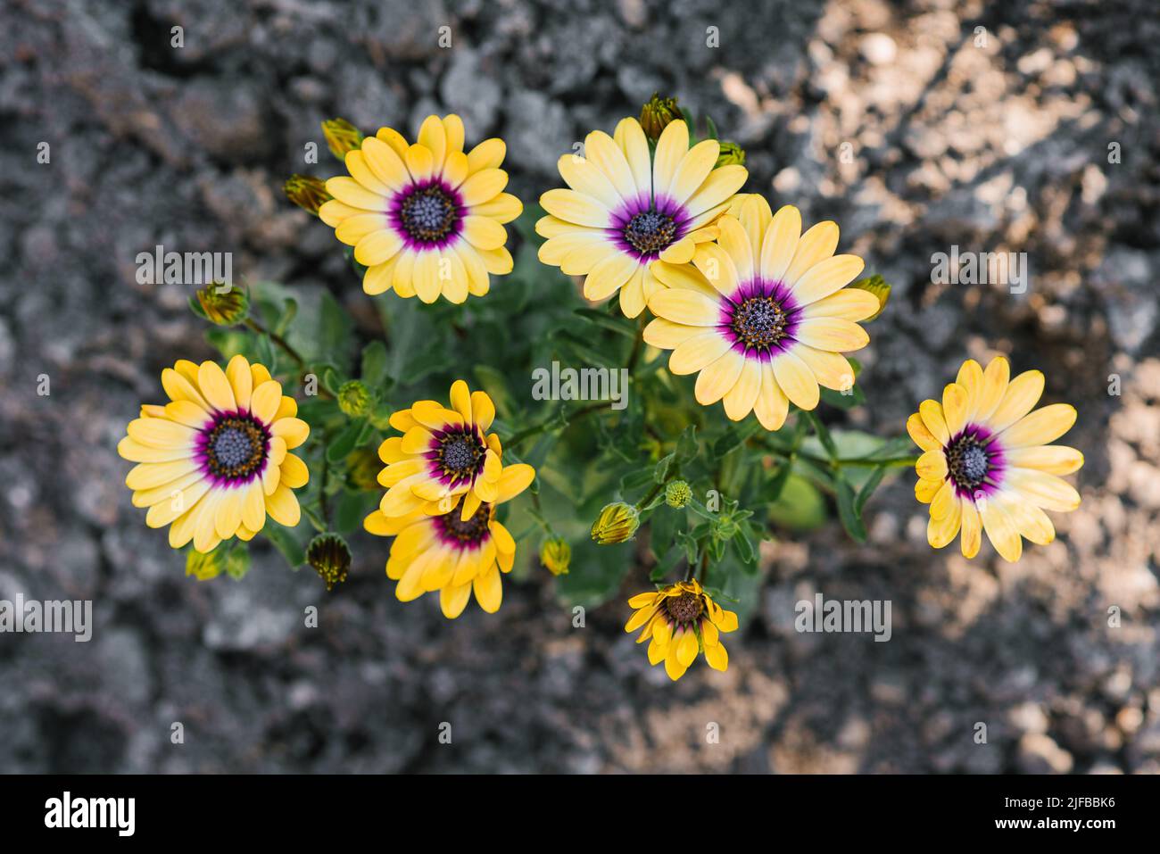 Beautiful bright yellow flowers of osteospermum in the garden Stock ...