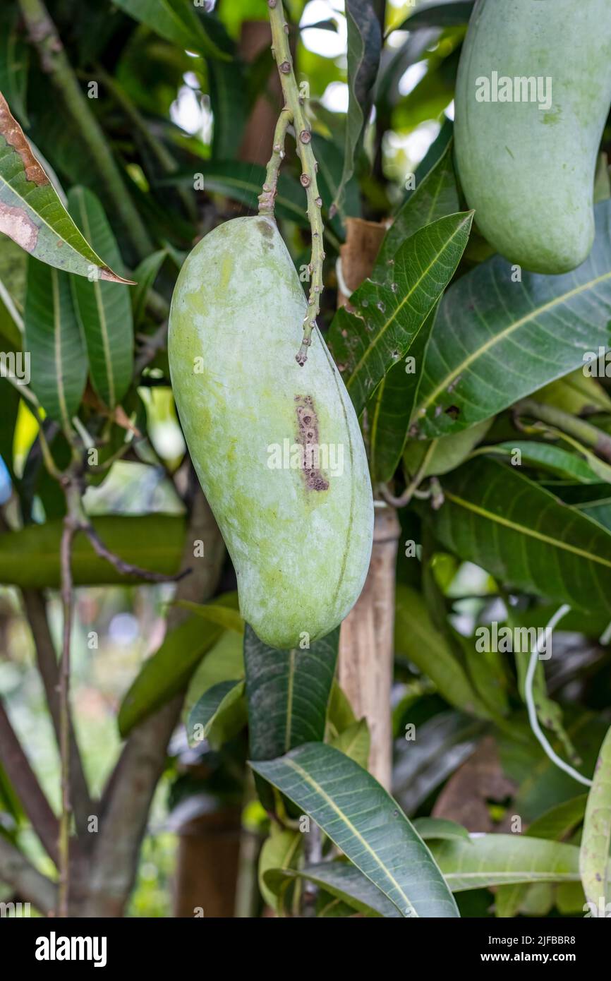 Green raw mango hanging on the tree in a rooftop garden Stock Photo - Alamy