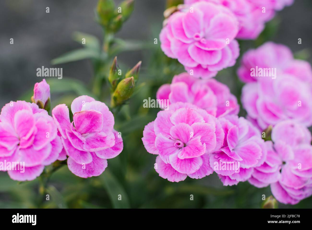 Pink mini carnation flowers in summer in the garden Stock Photo - Alamy