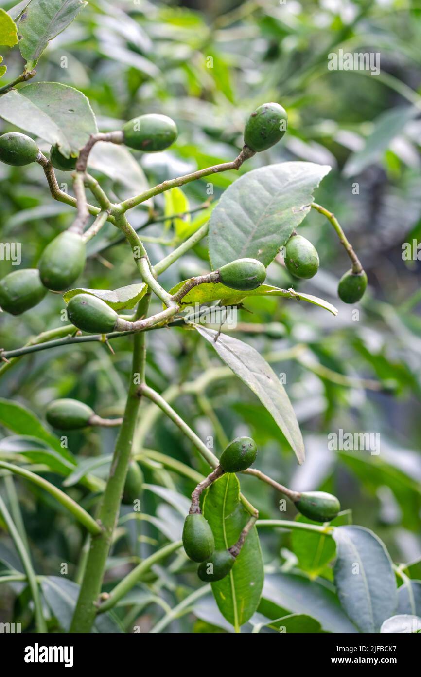 Newly born young spondias mombin or hog plum fruit growing on the tree ...