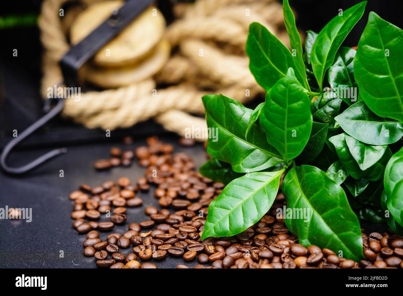 some leaves of a coffee plant roasted Coffee beans Stock Photo - Alamy