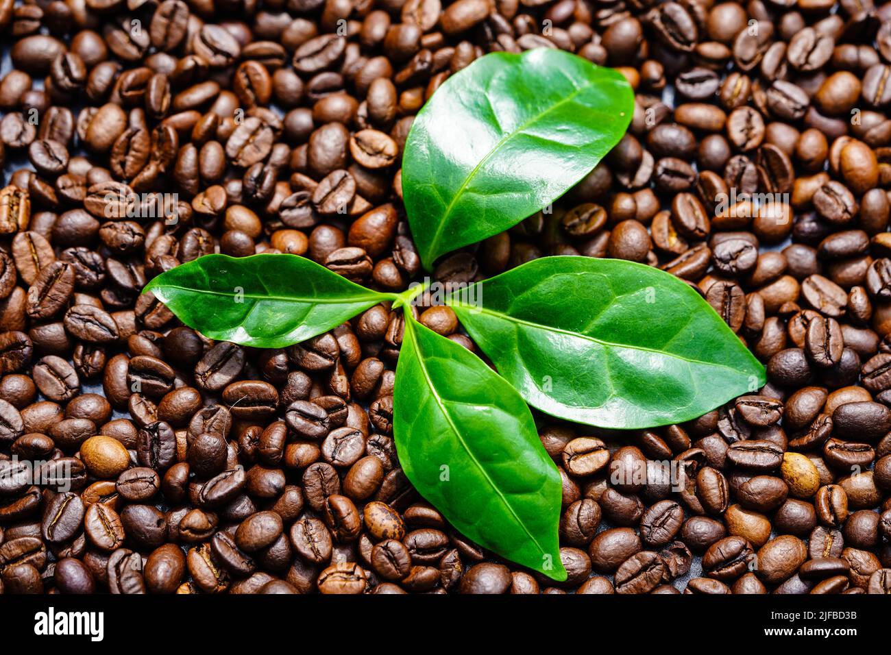 some leaves of a coffee plant roasted Coffee beans Stock Photo - Alamy