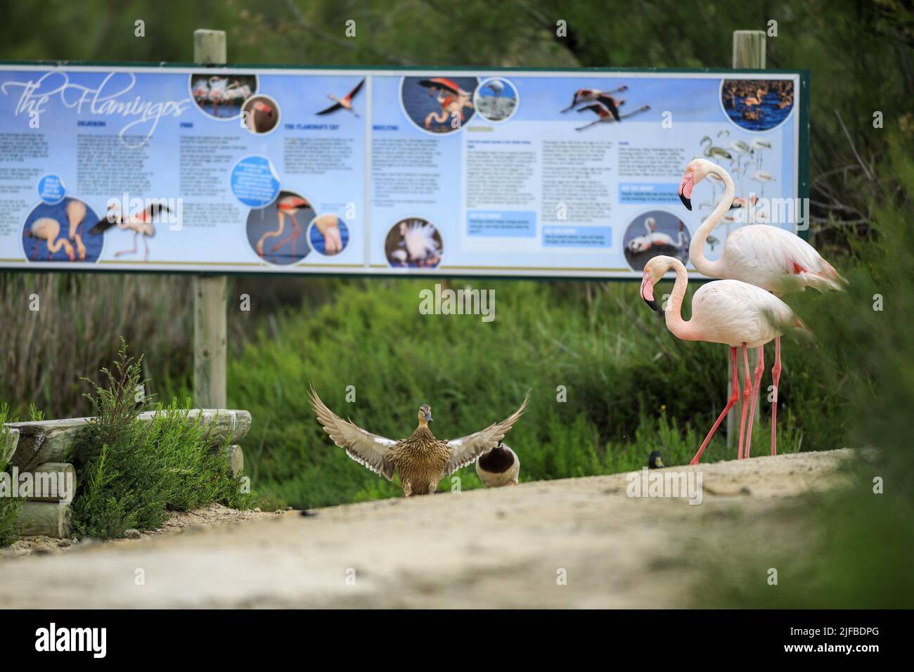 France, Bouches du Rhone, regional natural park of Camargue, Saintes ...