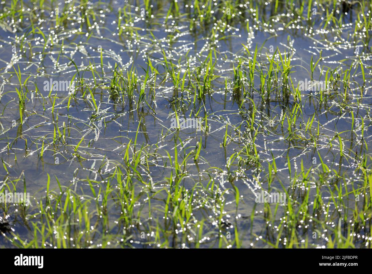 Rice paddy field europe hi-res stock photography and images - Alamy