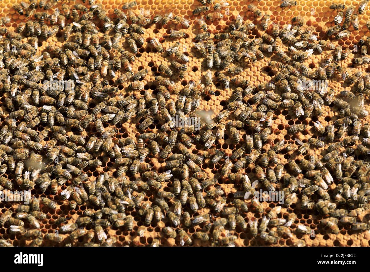 Payan hi-res stock photography and images - Alamy