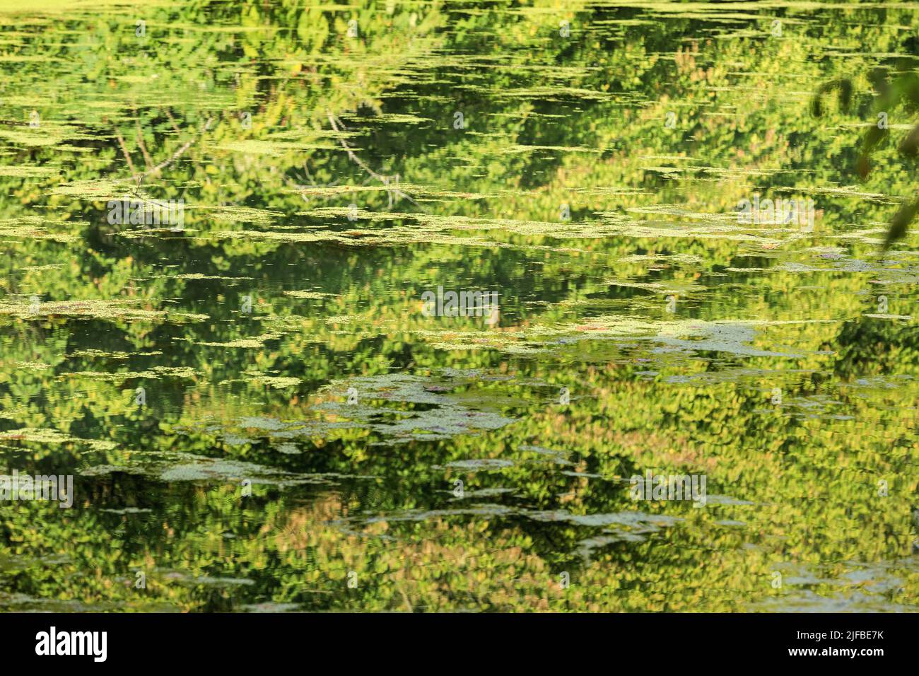France, Ardeche, Limony, ile de la Platiere, nature reserve, lone sur ...