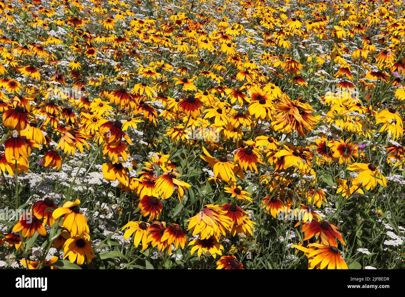 sea of unique flowers with gerbera daisy seeds or also called burning ...