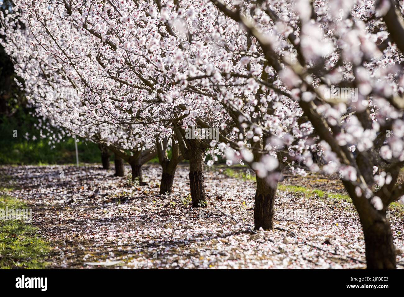 France, Vaucluse, Orange, Almond tree in bloom Stock Photo - Alamy