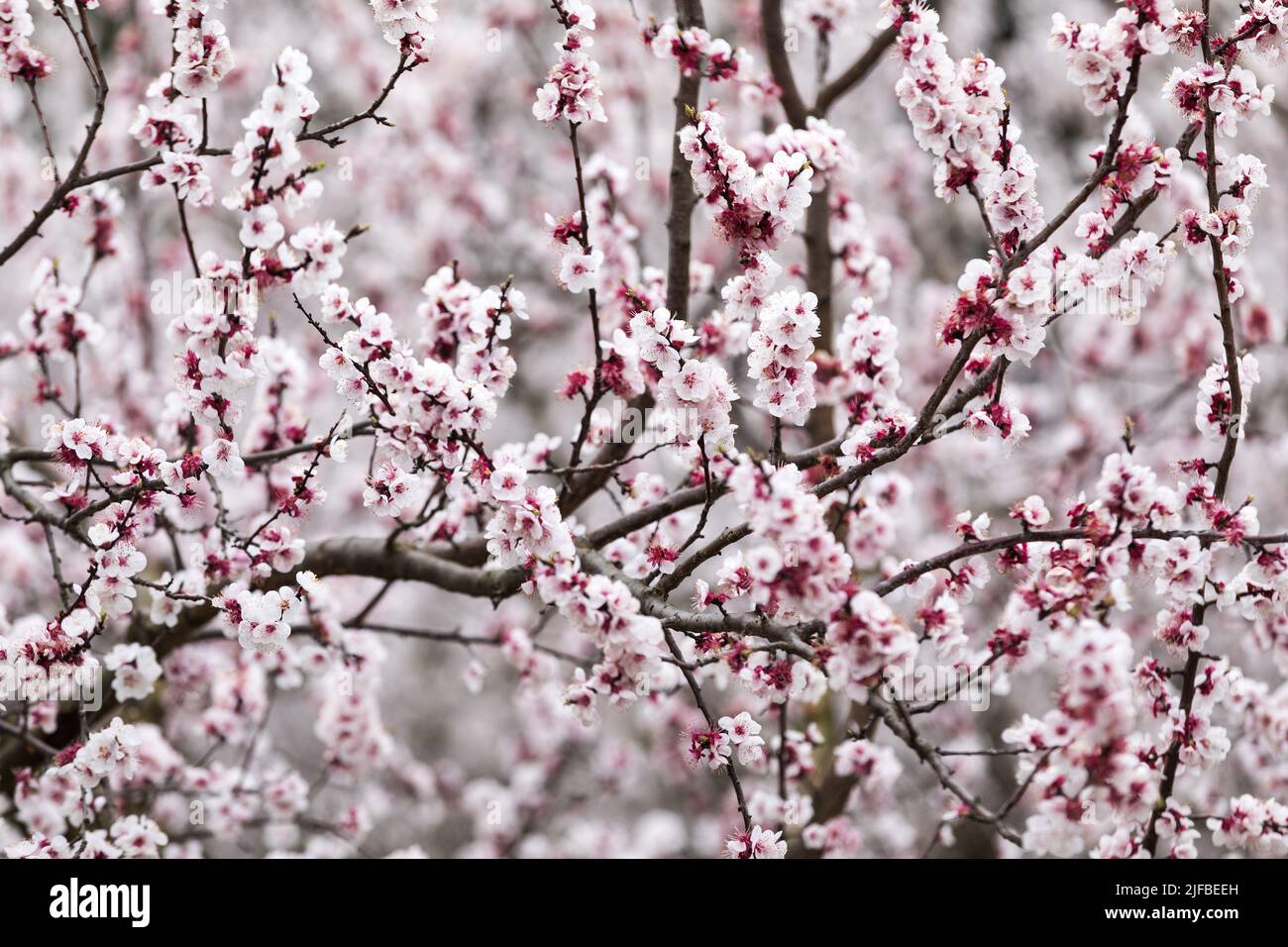 France, Vaucluse, Orange, Almond tree in bloom Stock Photo - Alamy