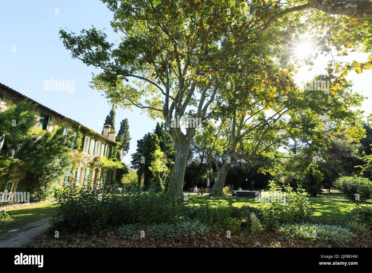 France, Vaucluse, Avignon, ile de La Barthelasse, Domaine de Rhodes ...