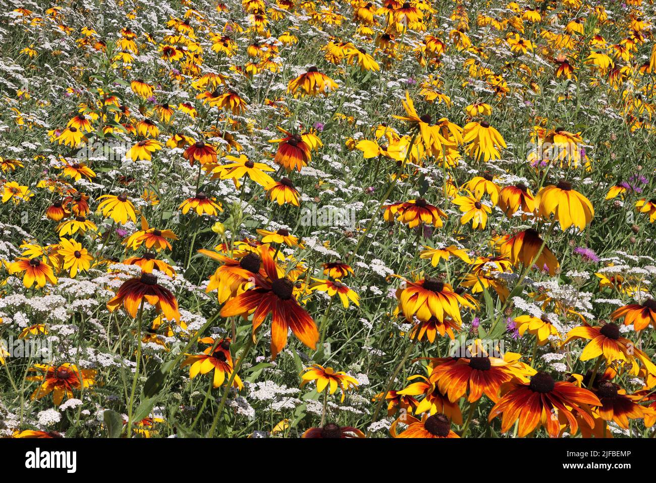 Special daisy hi-res stock photography and images - Alamy