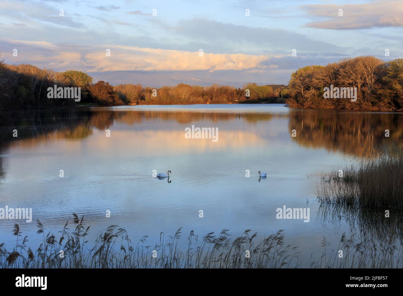 France, Vaucluse, Caderousse, etang de Caderousse, swans Stock Photo ...