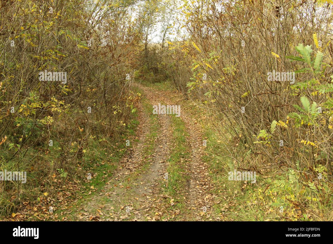 Quiet shady road hi-res stock photography and images - Alamy