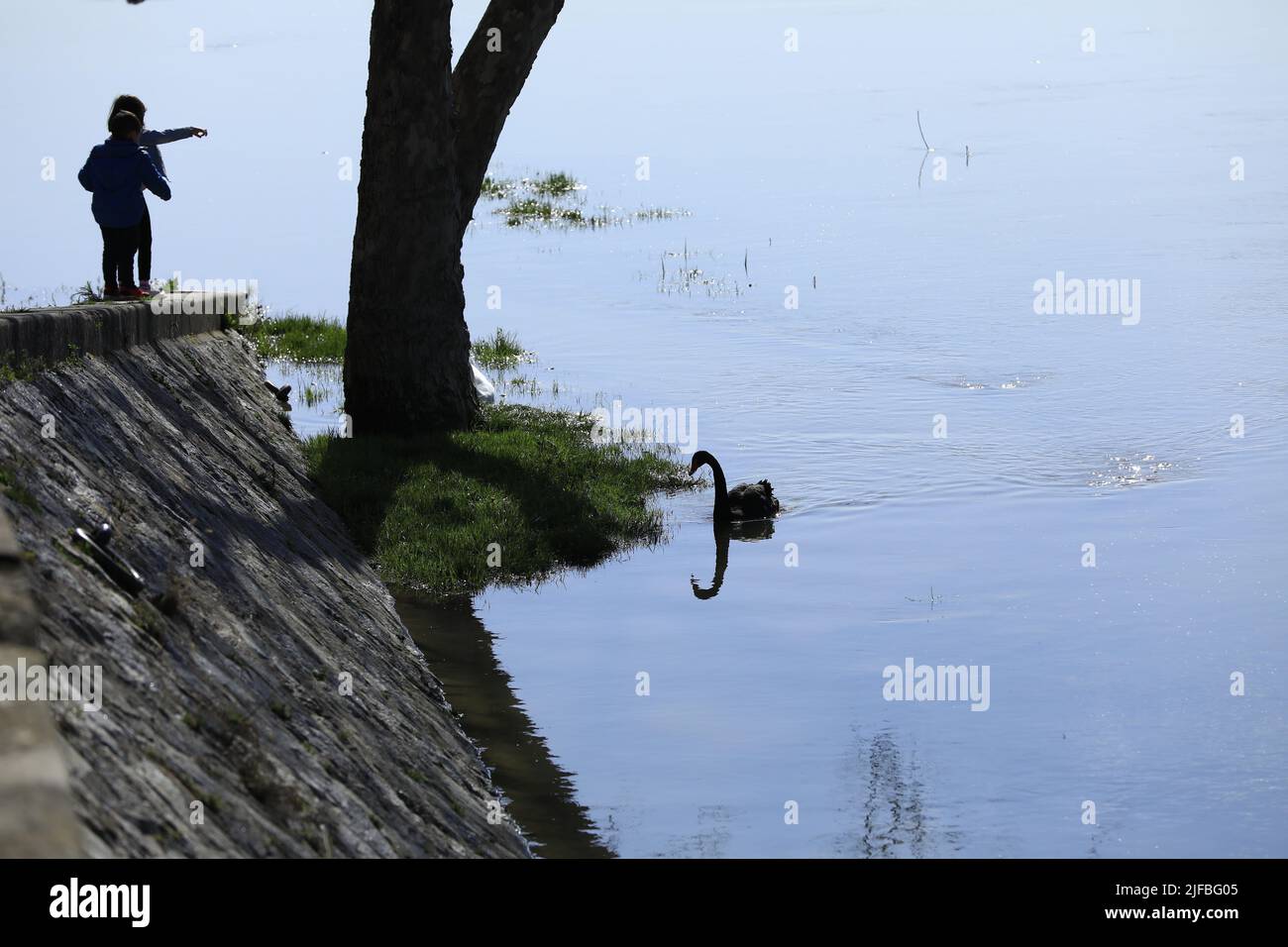 France, Isere, Sablons, swan and children on the Rhone Stock Photo - Alamy