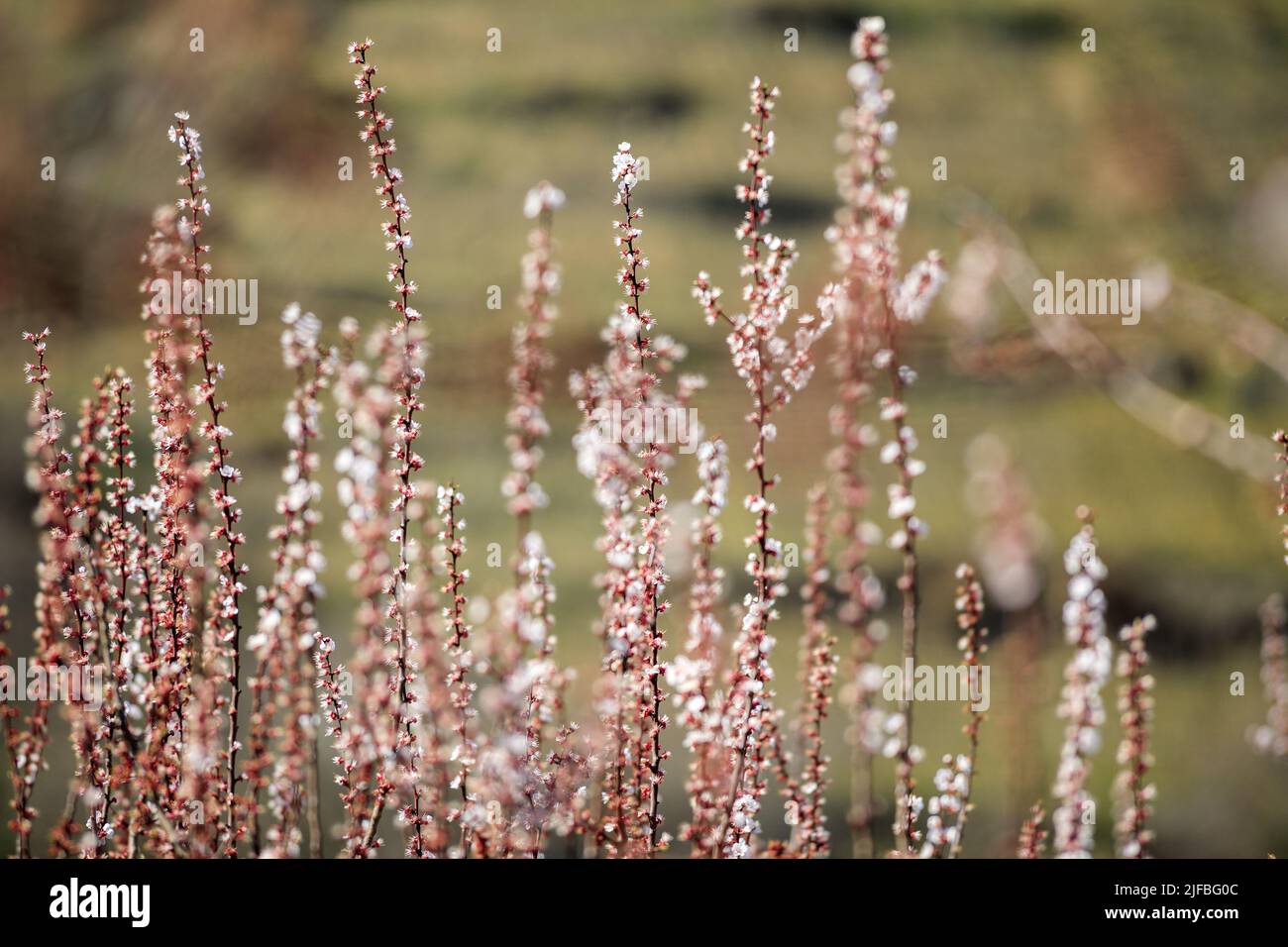 France, Ardeche, Limony, flowering fruit trees Stock Photo - Alamy