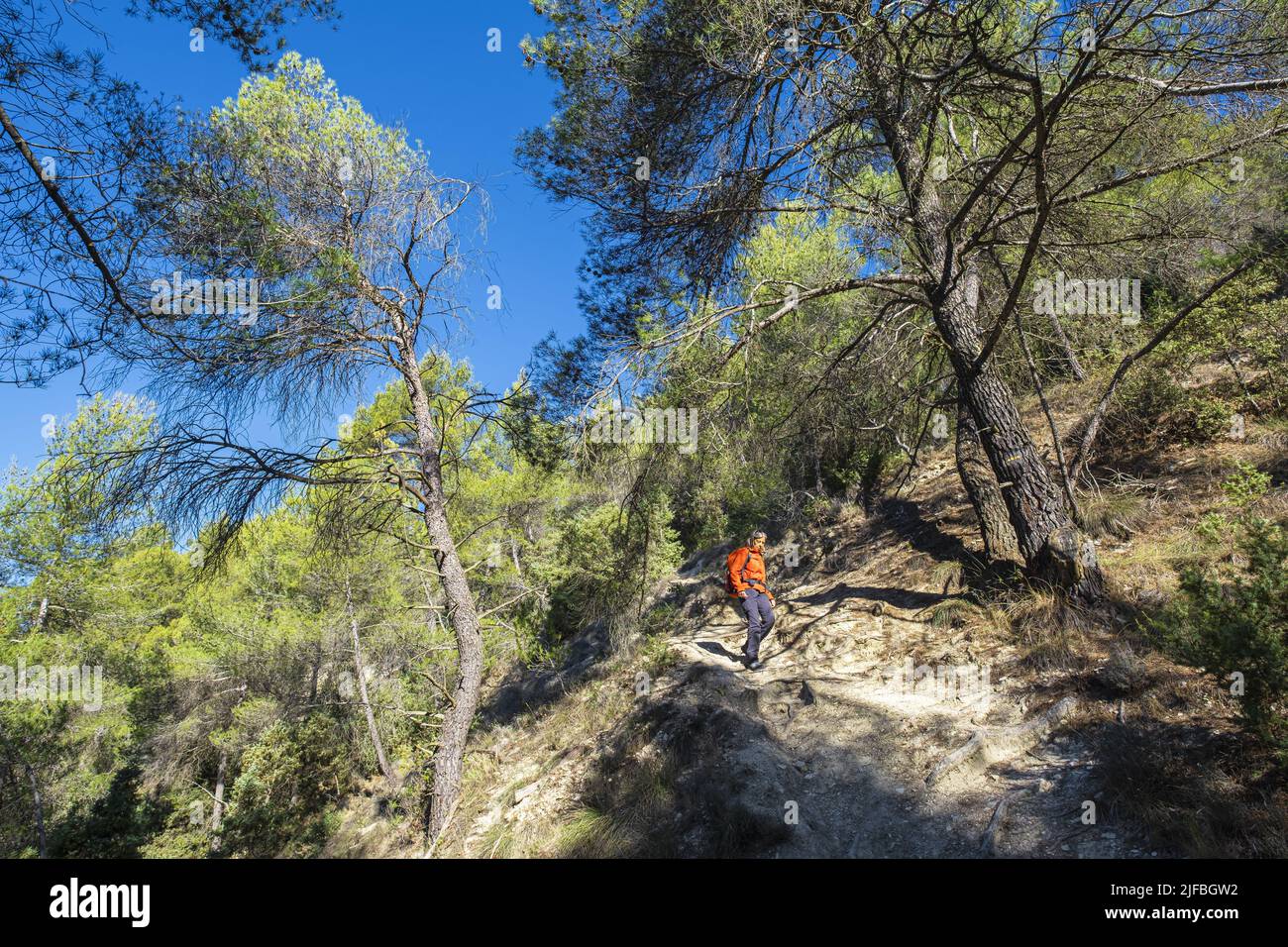 France, Vaucluse, Luberon regional nature park, Gargas, hike on Perreal ...