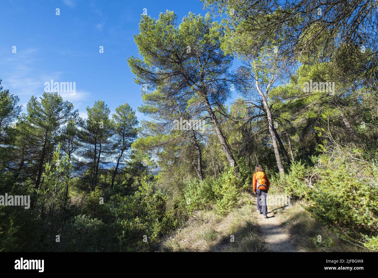 France, Vaucluse, Luberon regional nature park, Gargas, hike on Perreal ...